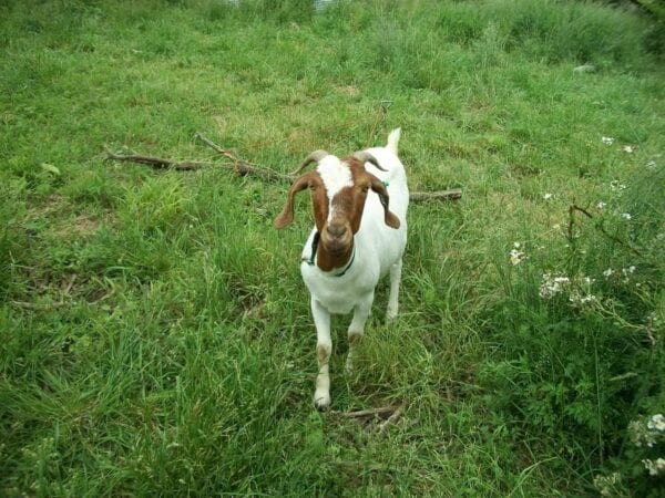 Everyday Farm Tour The Everyday Farmhouse
