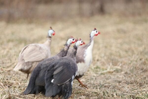 Everyday Farm Tour The Everyday Farmhouse