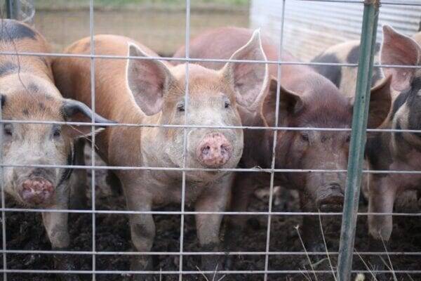 Everyday Farm Tour The Everyday Farmhouse