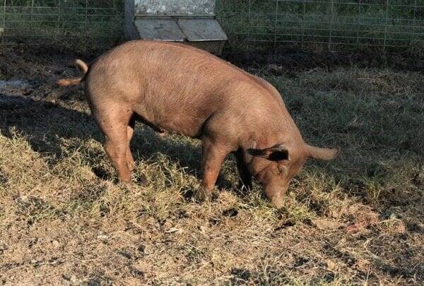 Everyday Farm Tour The Everyday Farmhouse