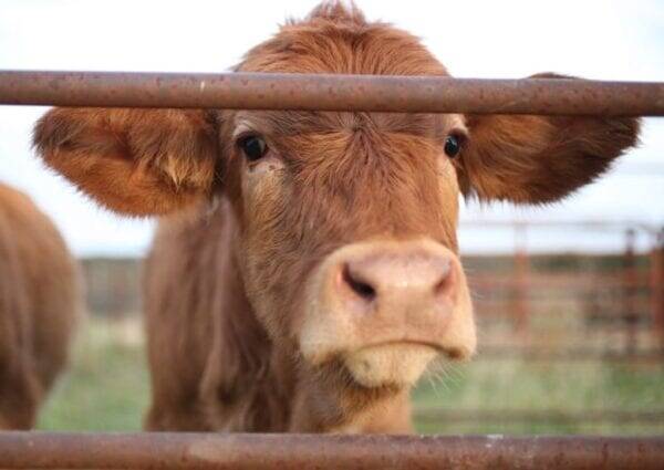 Everyday Farm Tour The Everyday Farmhouse