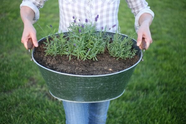 Planting Lavender in Containers - The Everyday Farmhouse