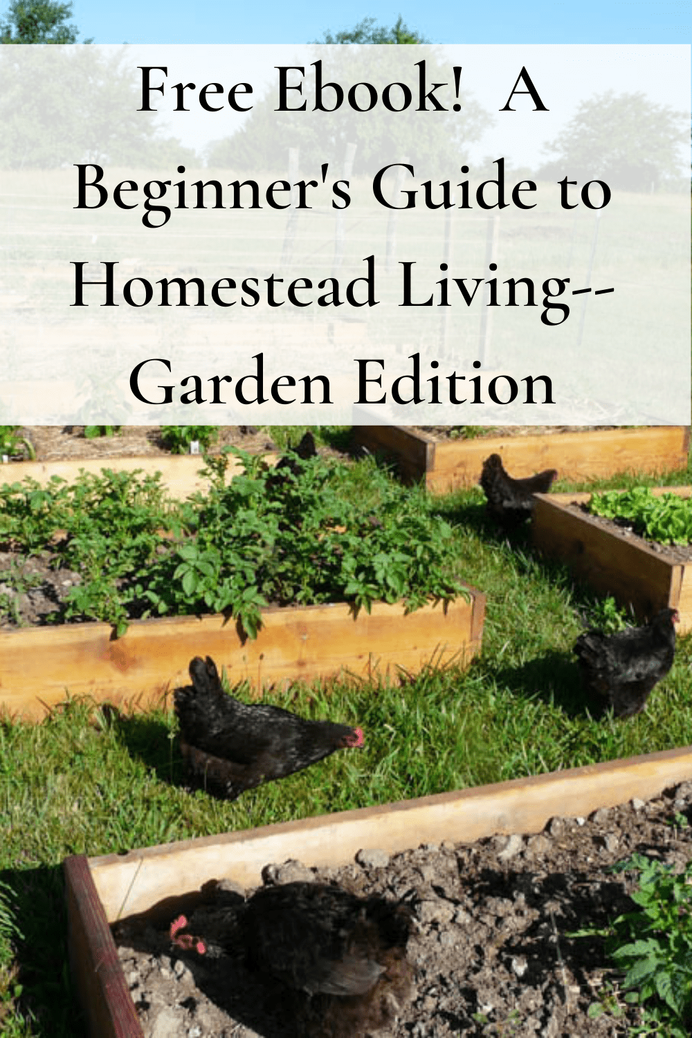 The Summer Garden Edition of A Beginner's Guide to Homestead Living ...