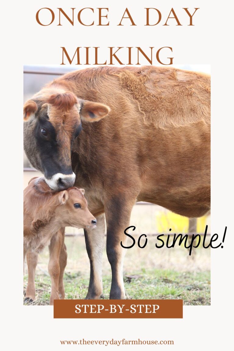 Once a Day Cow Milking Schedule | Milk Sharing with a Calf - The ...