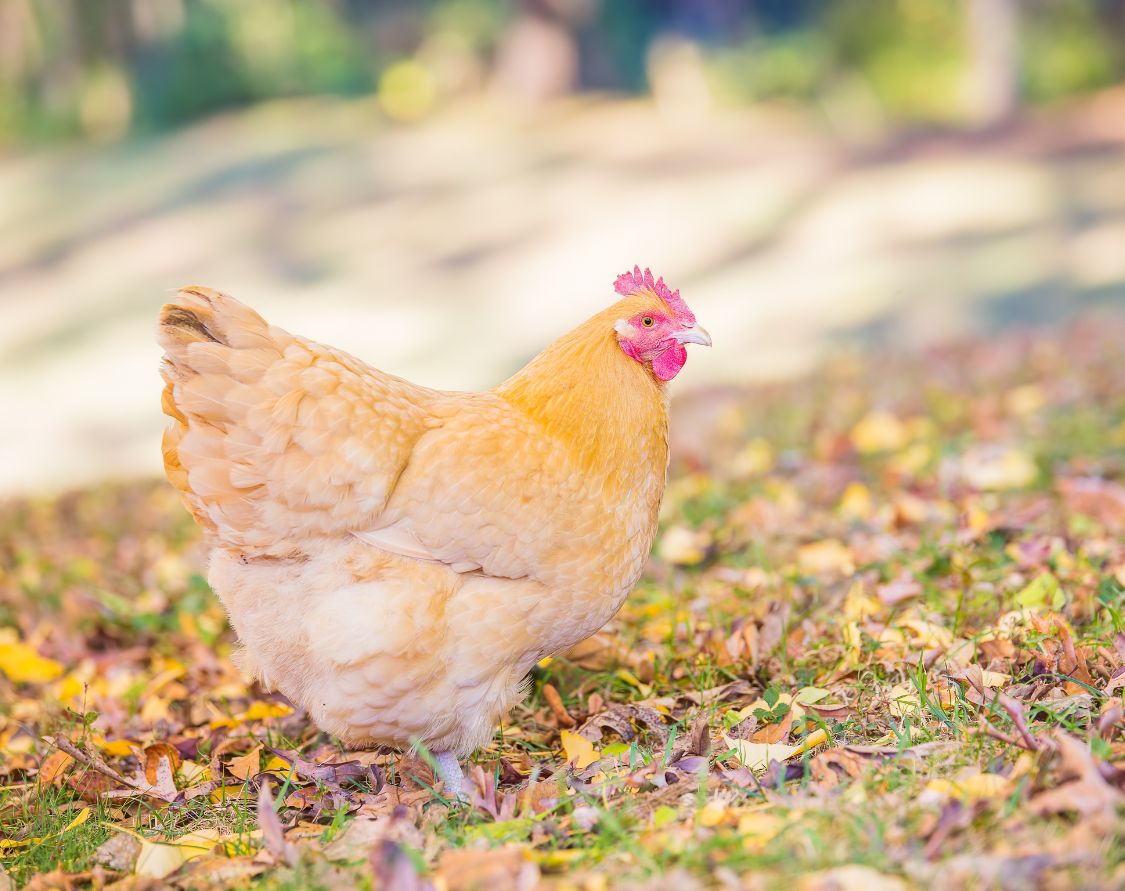 Best Chickens for the Backyard | Choosing the Right Chicken Breed - The ...