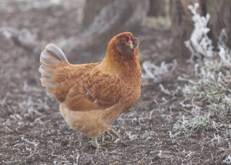 Best Chickens for the Backyard | Choosing the Right Chicken Breed - The ...