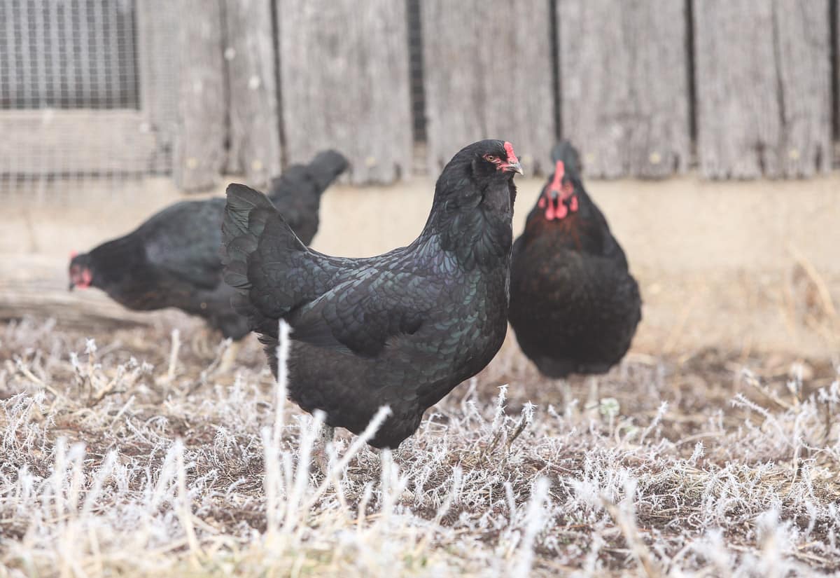 Best Chickens for the Backyard | Choosing the Right Chicken Breed - The ...