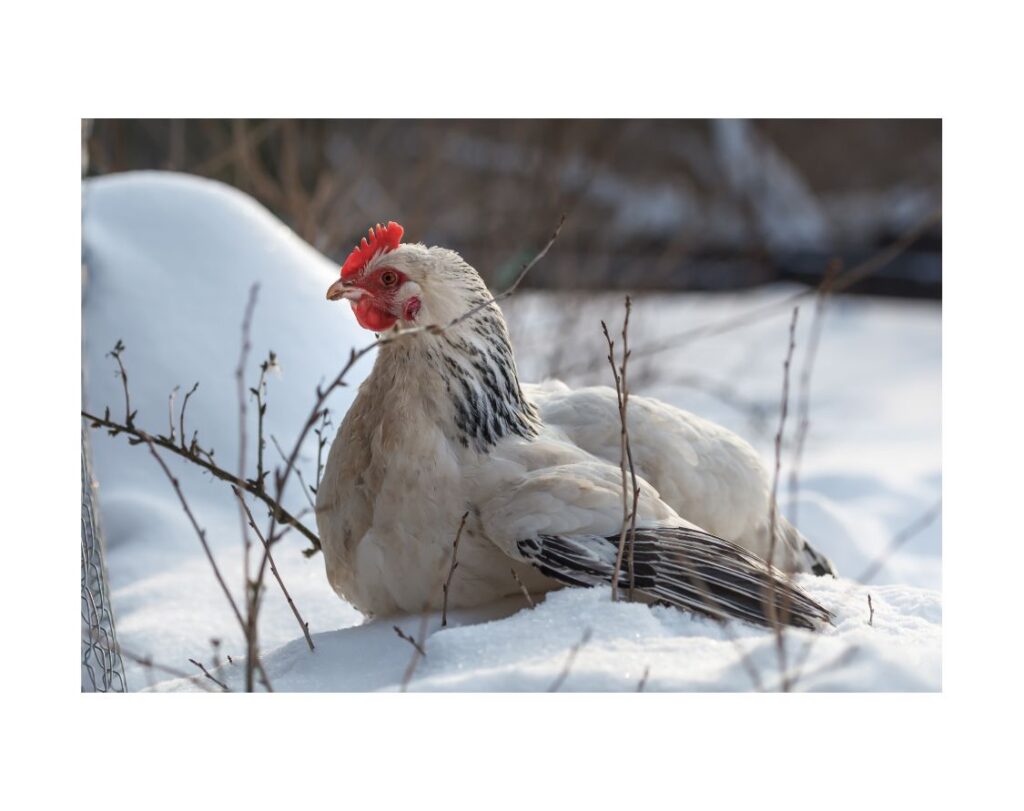 Best Chickens for the Backyard | Choosing the Right Chicken Breed - The ...