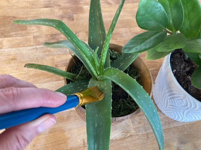 Cleaning Plant Leaves | A Guide for Caring for Houseplants - The ...