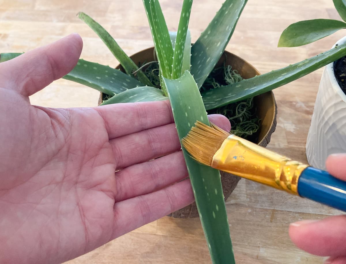 Cleaning Plant Leaves | A Guide for Caring for Houseplants - The ...
