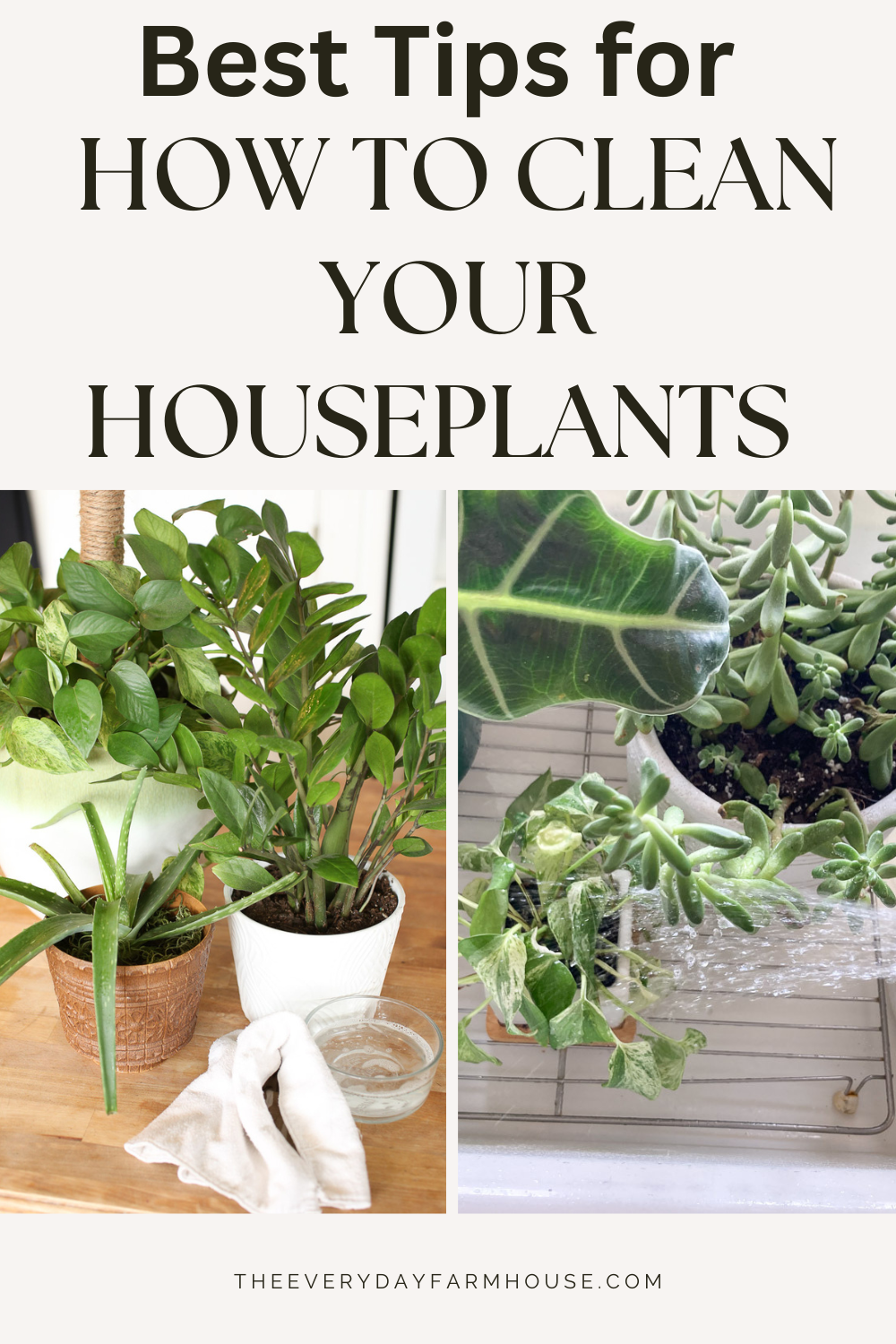 Cleaning Plant Leaves | A Guide for Caring for Houseplants - The ...